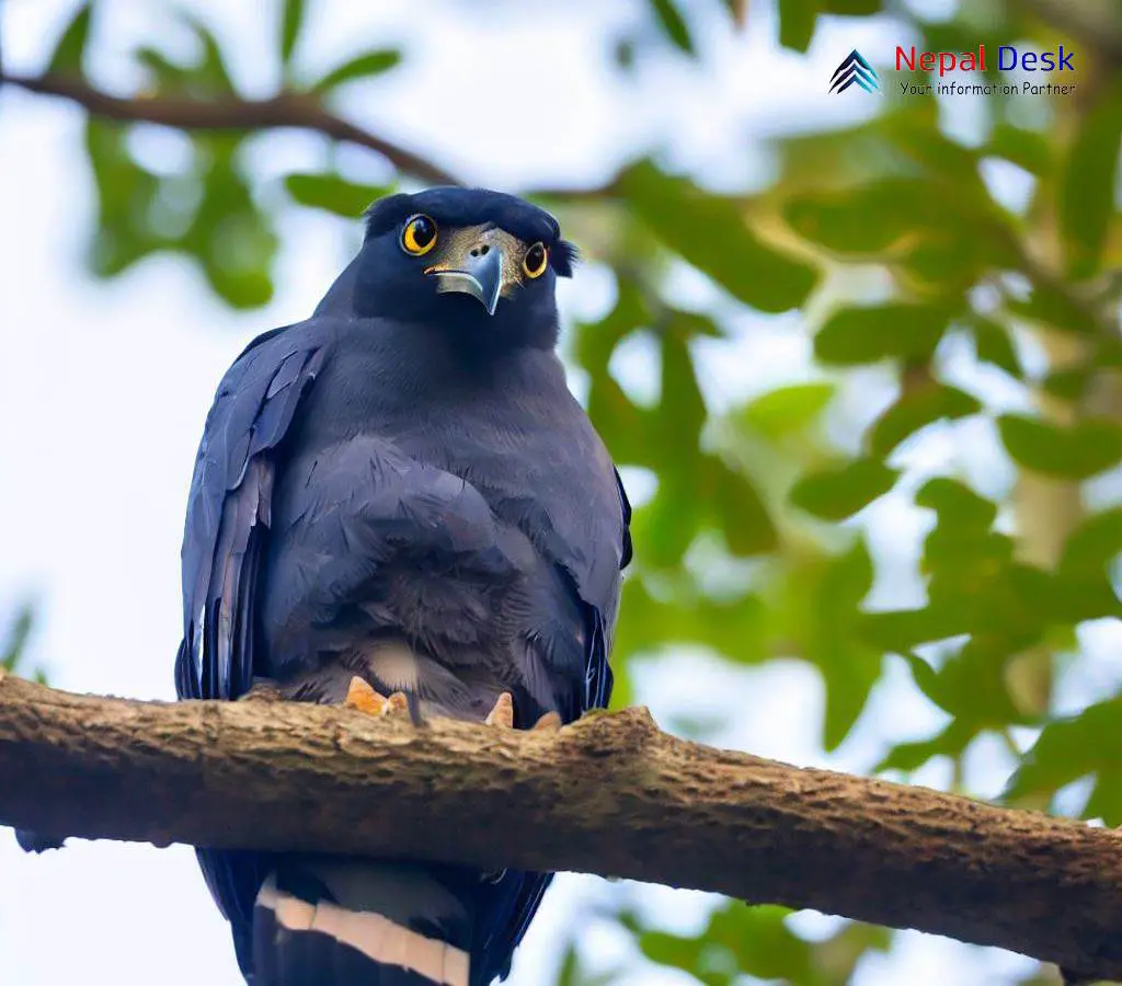 Black Baza: Majestic with Shadows of Elegance | Nepal Desk